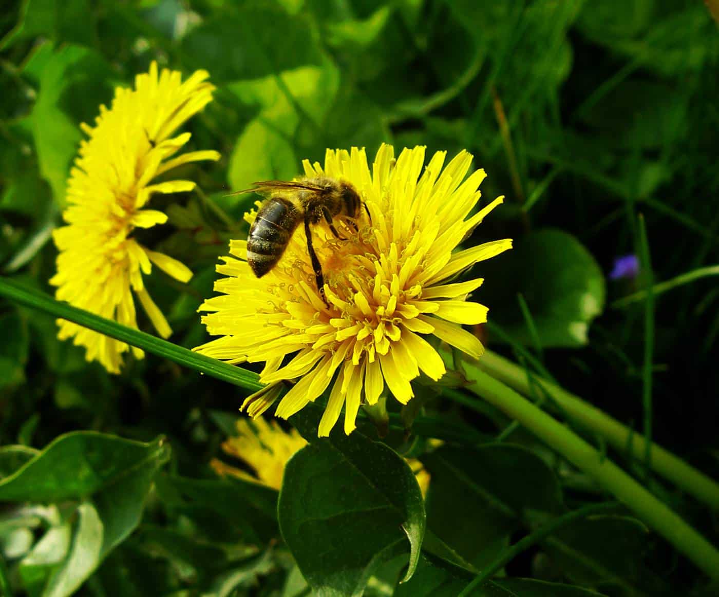 Löwenzahn Pflanze - Pusteblume, Ressource, und Unkraut